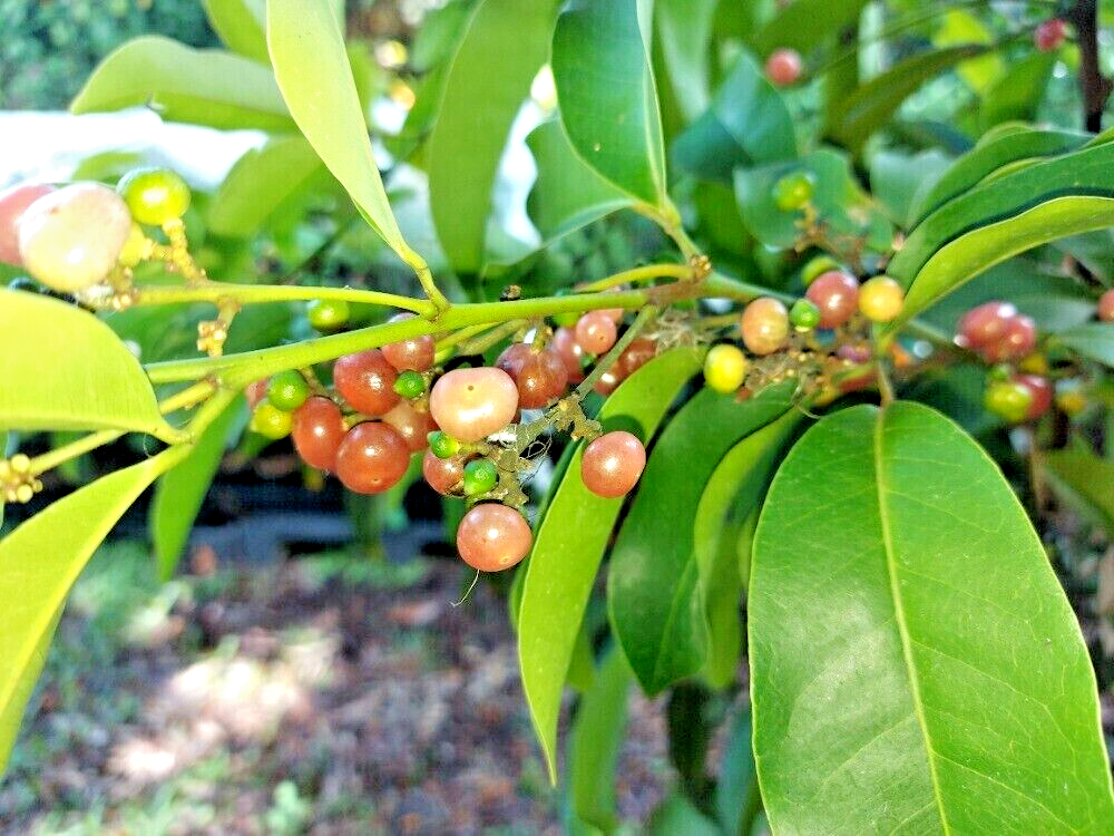 NATIVE-PINK ORANGE BERRY PLANT-BUSH TUCKER-SPICE-HERB AND GARDEN SHADE ...