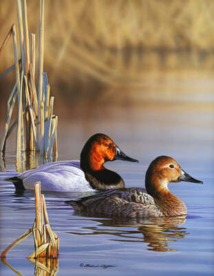 Canvasbacks by Richard Clifton Art Print Stunning Nature Bird Poster 24 ...