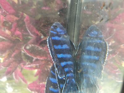 Demason's Dwarf Mbuna Psuedotropheus demasoni, Large | eBay