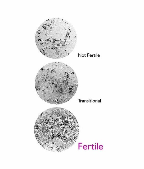 Fairhaven Health Fertile-focus 1 Personal Ovulation Microscope for sale ...