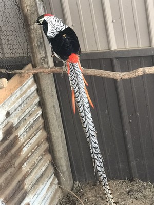 Poultry - Pheasant Hatching Eggs