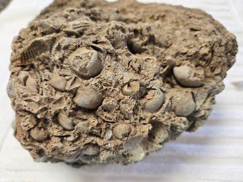 Sedimentary Marine Seashell Fossil Sandstone Rock Treasure 10 x 10 x 5 ...