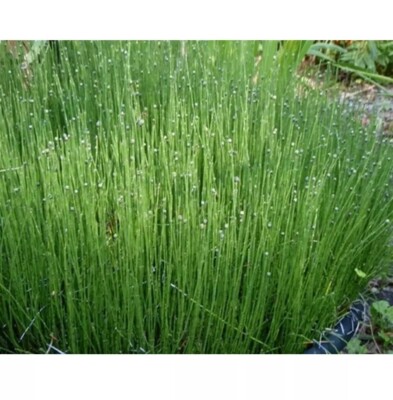 Dwarf Horsetail For Small Ponds or Water Feature Plant Aquatic Pond ...