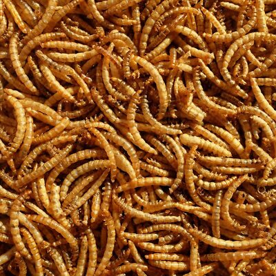 Dried Mealworms Premium Wild Bird Food - Garden Bird Snack High Quality ...