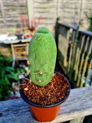 T. Bridgesii f. monstrose - Willy Cactus | eBay UK