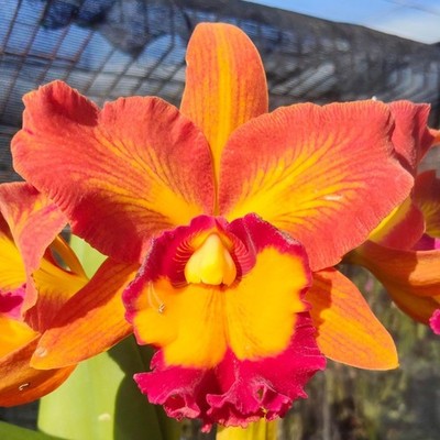 Cattleya Orchid Plant Guanmiau Canary Pot Size 3-4 Inchs | eBay