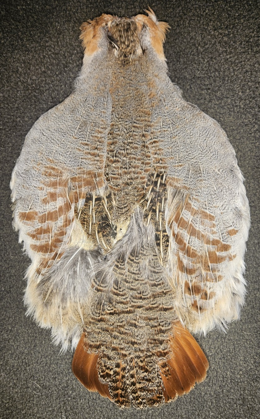 Hungarian Partridge Pelt, Premium Fly Tying Feathers, Select Hun Skin ...