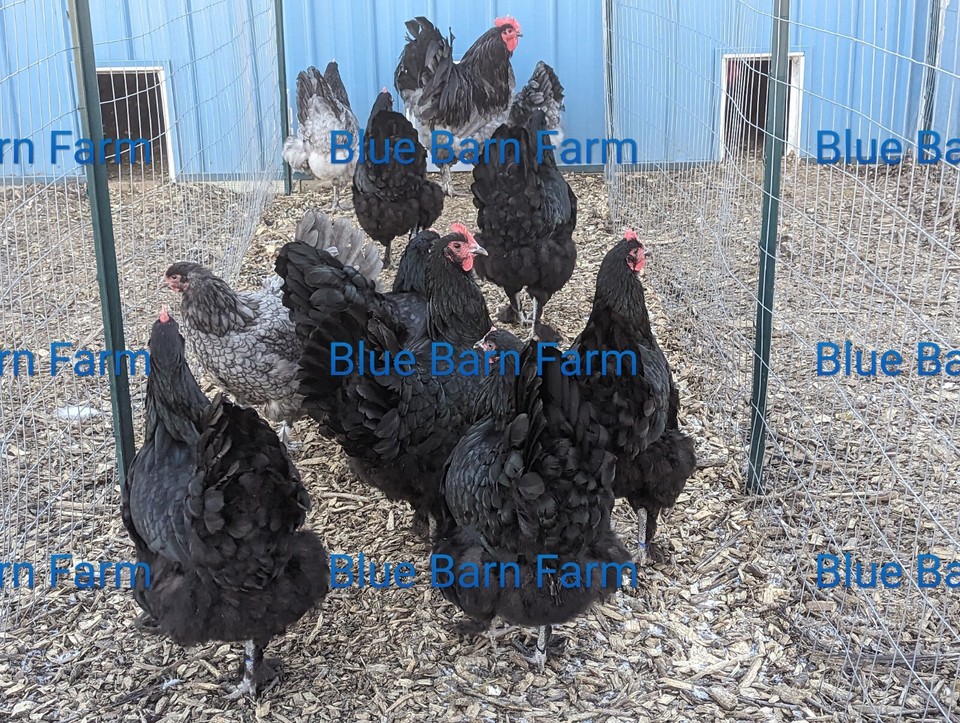 6 Show Quality Blue/Black/Splash Langshan Chicken Hatching Eggs. NPIP ...