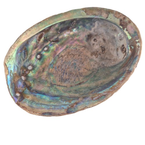 Vintage Abalone Paua Shell Unpolished Blue Green New Zealand 1960s 10cm ...