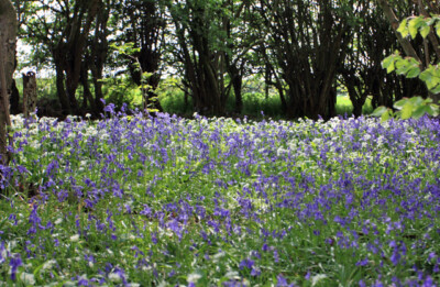 Photo 6x4 Bluebells and Wild Garlic Riplingham For a short period just ...