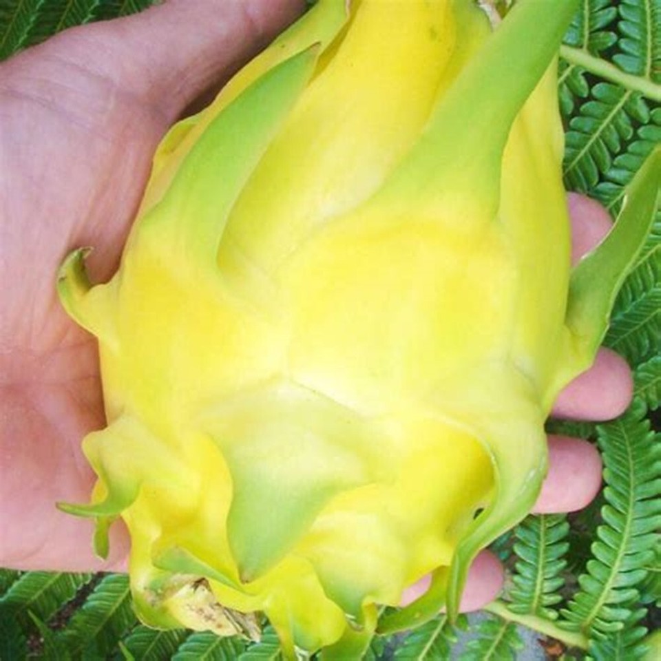 Dragon Fruit Yellow Pitaya Israeli Golden Isis Gold Live Cutting Type ...