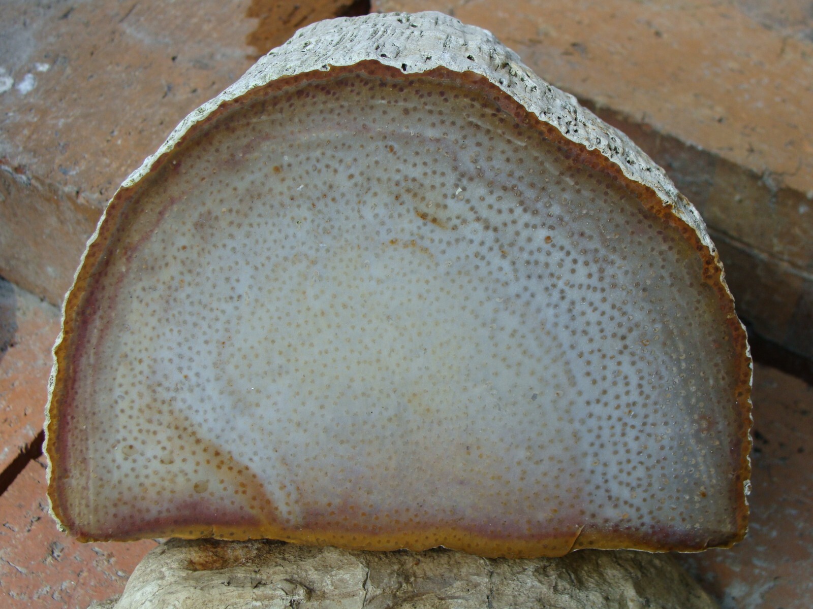 Polished Louisiana Petrified Palm Wood stump Louisiana state Fossil ...