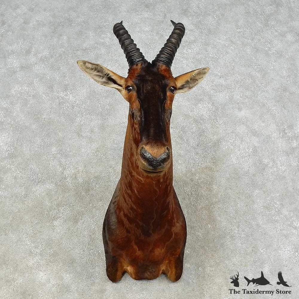 #16190 P | Topi Shoulder Taxidermy Mount For Sale | eBay