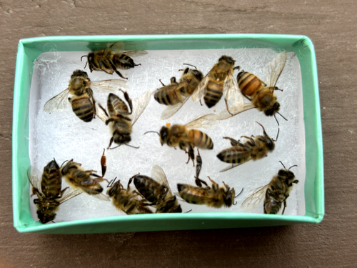 Bees Freshly Dead 60 REAL Honeybees DRIED SPECIMEN INSECT TAXIDERMY USA ...