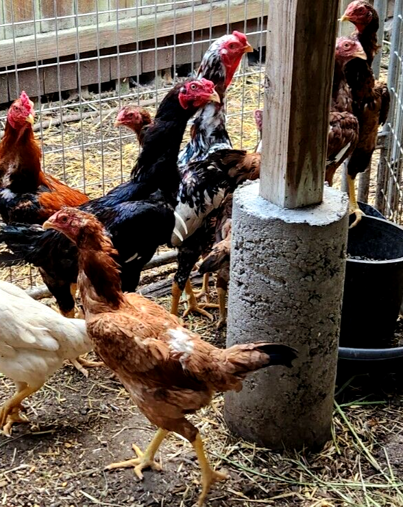 12 NPIP/AI CLEAN INDIO GIGANTE EXTRA TALL BIRDS SHOW QUALITY GRADE A ...