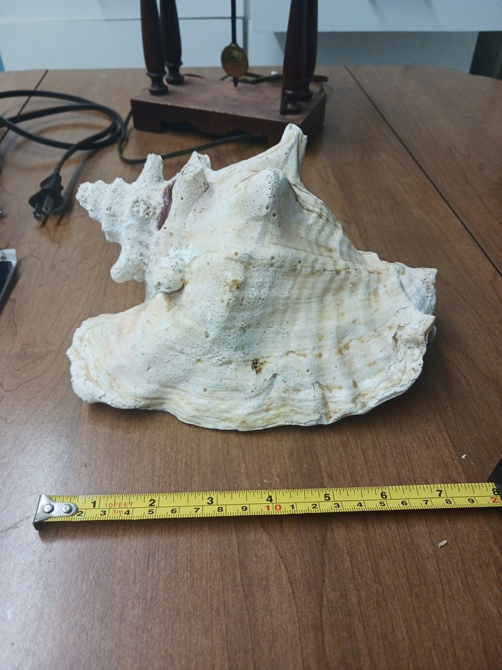 Large Queen Conch Shell (Authentic) From Florida Coast | eBay