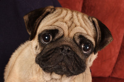 Ansichtskarte: ein niedliches Mops - Gesicht - nice portret of a cute ...