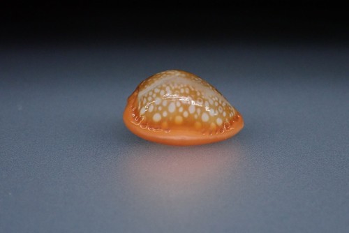 07 - Sea shells - Cypraea Naria citrina dauphinensis - Madagascar - 20. ...