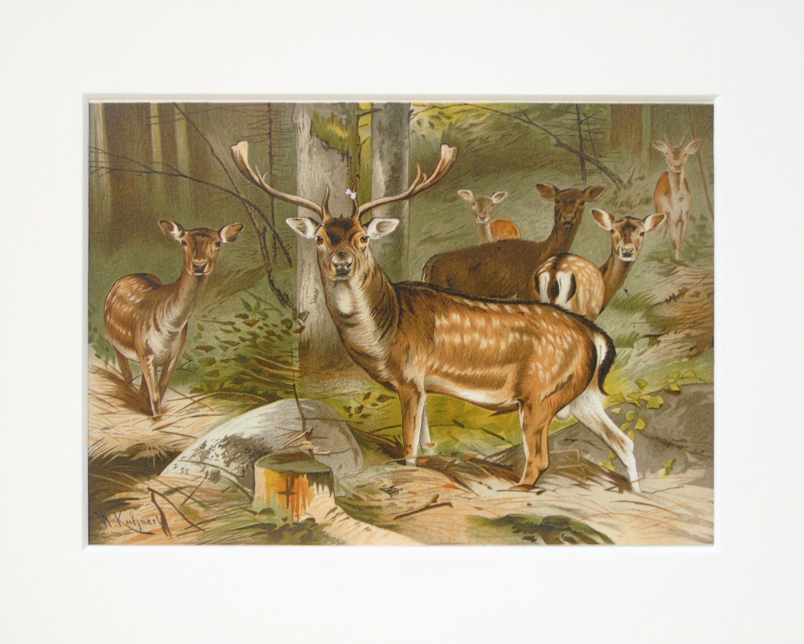 Fallow Deer Animal Print - 1893 Mounted Antique Vintage Colour ...