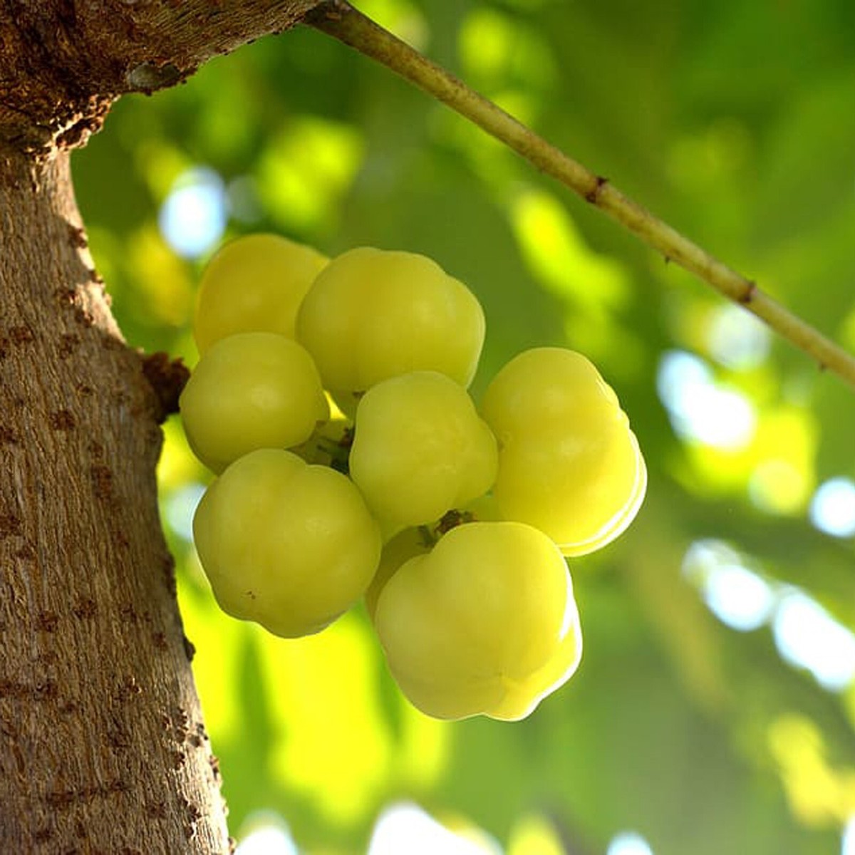 Star Gooseberry Fruit