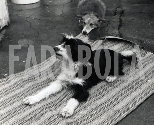 Photo de presse vintage Animaux Regno Britannique Le Chien Jessie Et L ...