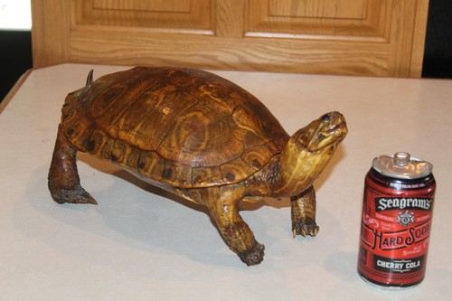 Oddity Real Turtle Taxidermy Snake Lizard Mount Shell Reptile Whitetail ...