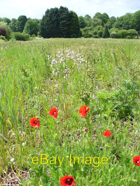 Photo 6x4 Set-aside Field Effingham One of several fields not currently ...