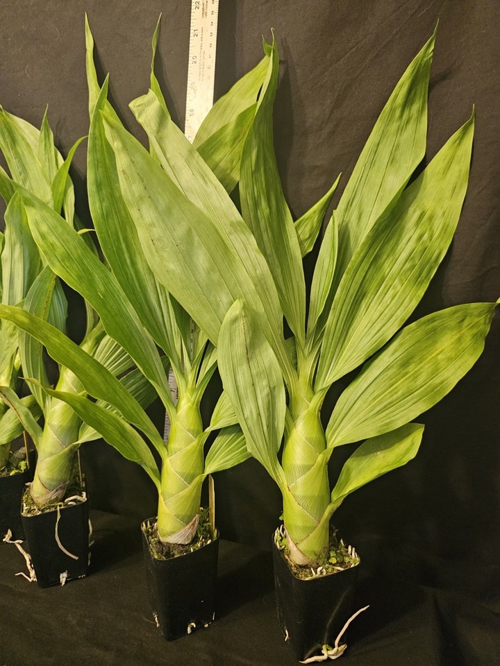 Cycd. Emerald Swans Near Blooming Size Catasetum Type Orchid Hybrid ...