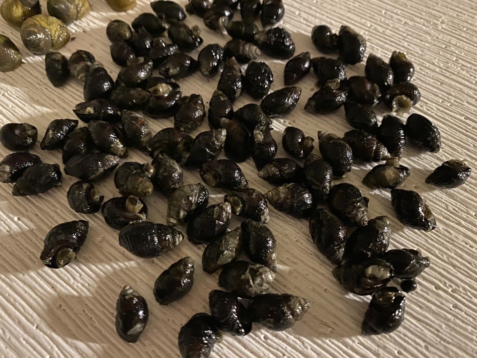 10 Periwinkle + 25 Nassarius Live Saltwater Snails Fish Tank Aquarium ...