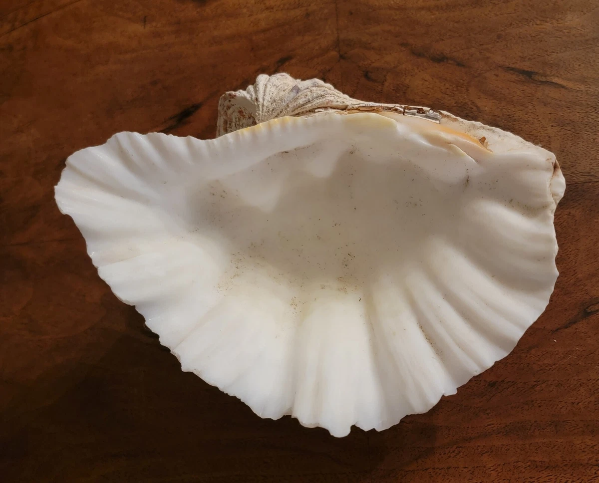 White Clam Shell