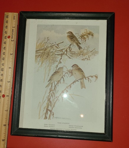 Vintage Robert Bruce Horsfall Tree Sparrow Audubon Lithograph with ...