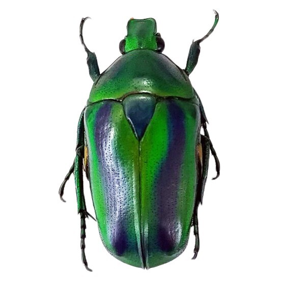Iridescent Green Scarab Beetles