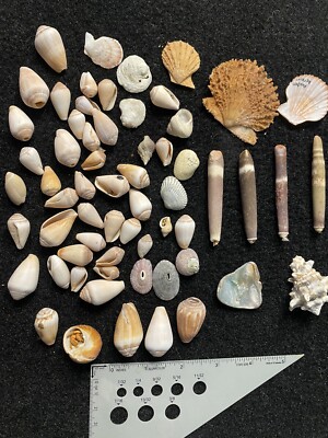 Vintage Estate Large Sea Shells Lot Various Sizes And Shells Beautiful ...