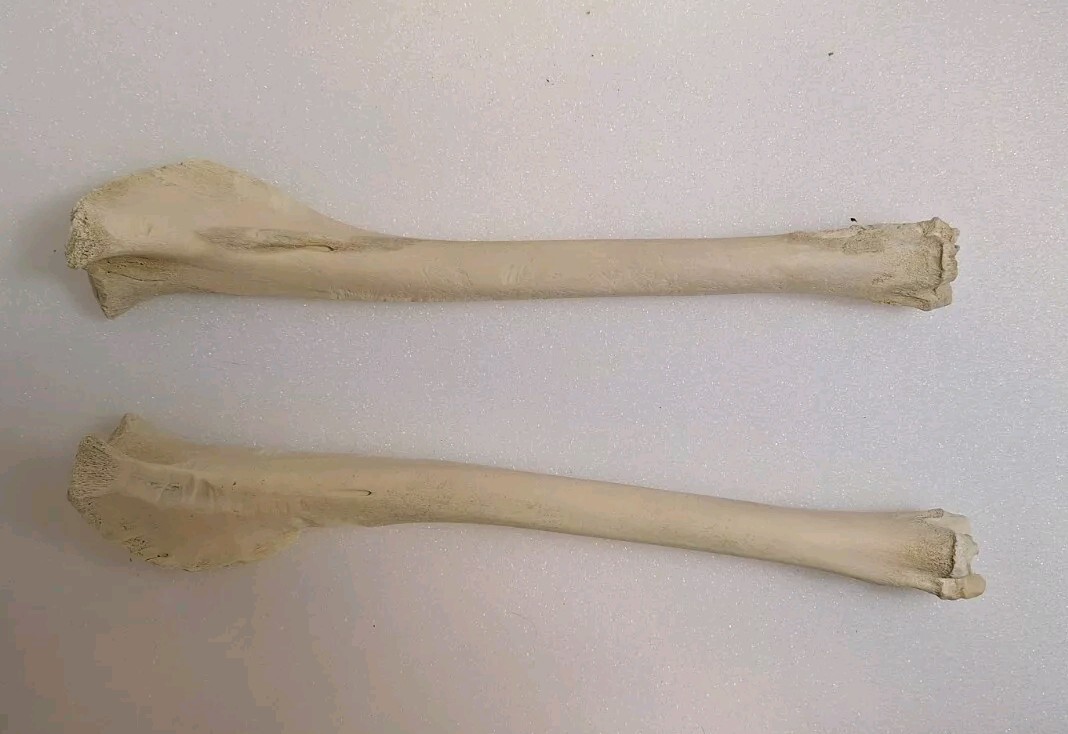 2 Deer Leg Bones Real Craft Oddities | eBay