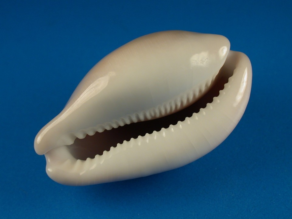 Cypraea spadicea, Dark Purple Side Color, 46.2mm, California Shell | eBay