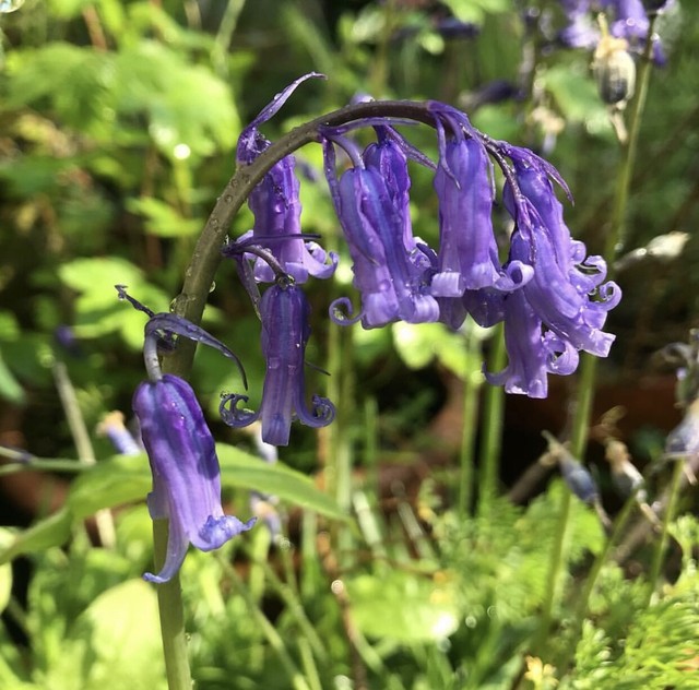 25 English Bluebell Bulbs Grown in Norfolk Hyacinthoides Non Scripta ...