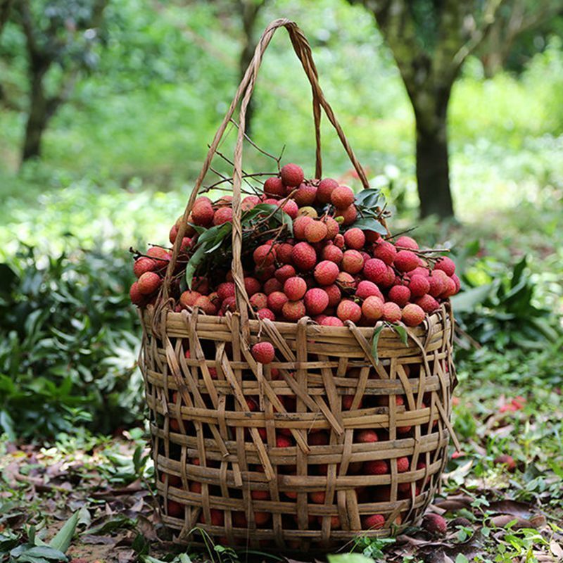 50x Lychee fruit, sweet Litchi Chinensis tropical exotic EDIBLE fruits ...