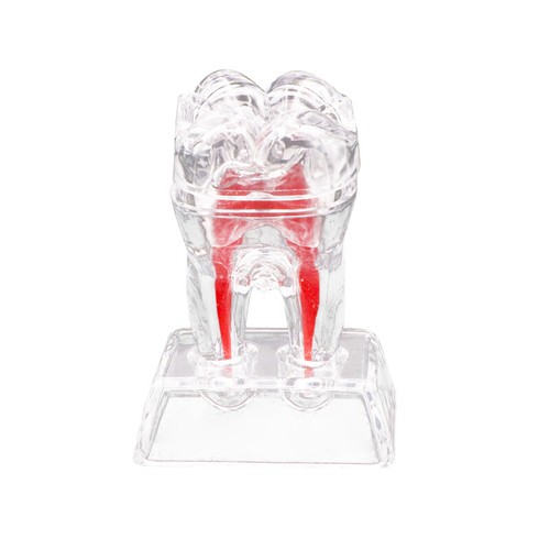 1pc Large Tooth Molar Separable DentalCrystal Base Hard Plastic Teeth ...