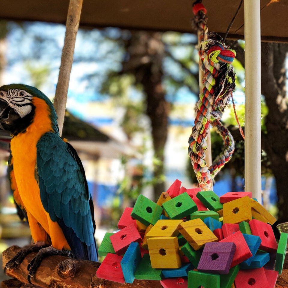 100PCS Wooden Color Cubes Bird Stacking Toy Pet Chewing Toy Bird Cage ...