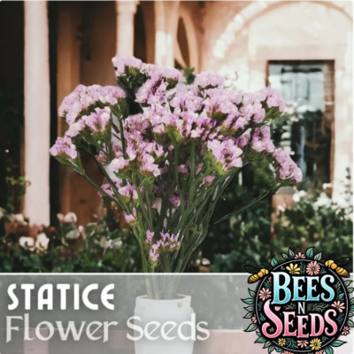 Statice Seeds - 85 Seeds - Twilight - Flower Seed Flowers Garden Non ...