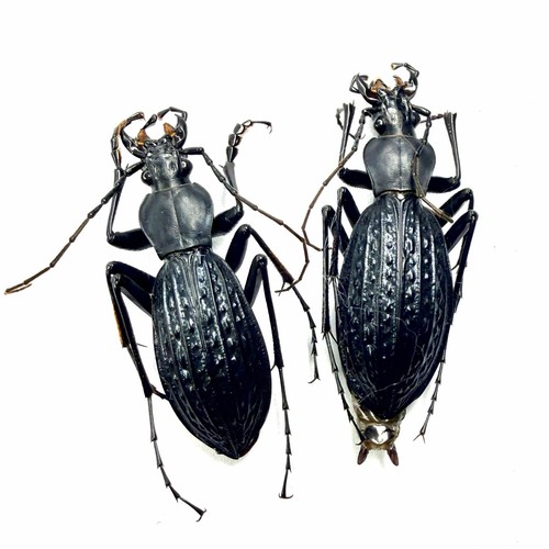 Apotomopterus Carabidae Specimen丨Carabus acorep Pair A1 Guangxi, CN | eBay