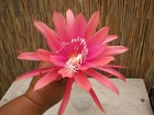 Epiphyllum,Orchid Cactus, " MOVIE STAR ", Set of 2 cuttings on special ...