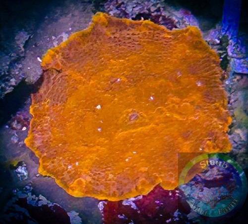 SAF~”WYSIWYG” Red Discosoma Mushroom Coral, Shroom, Rhodactis, Ricordia ...