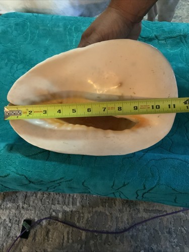 RARE VINTAGE LARGE 11” 6 Lb HAWAIIAN HORNED King Helmet CONCH SHELL | eBay