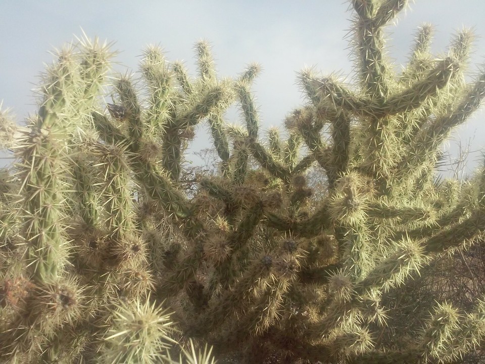 Cholla Cactus Seeds (cylindropuntia fulgida) -30 seeds- | eBay