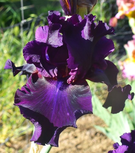 'Night Ruler' (TB Iris Rhizome PRE-SALE to Ship July, August and Sept ...