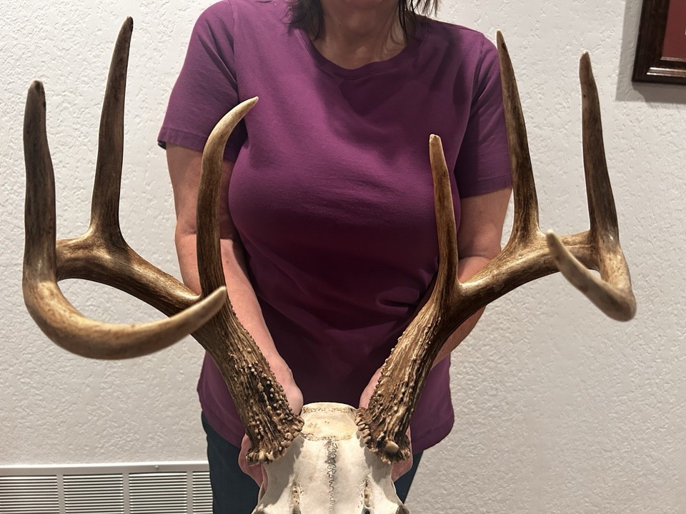 Nice Kansas Whitetail WILD Deer Antlers Skull European Mount Taxidermy ...