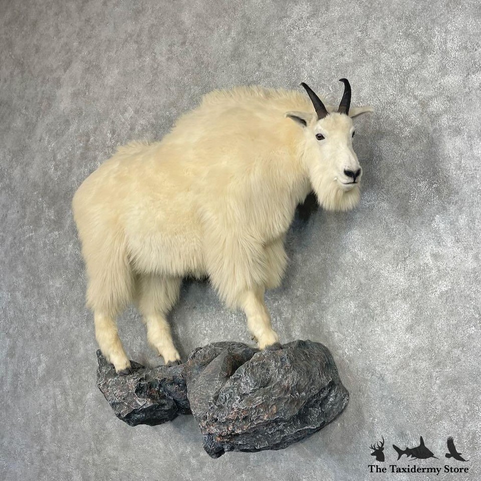 #27657 P | Mountain Goat Life-Size Taxidermy Mount For Sale | eBay