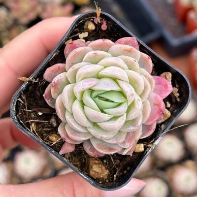Echeveria Elegans Raspberry Ice Succulent Seeds X40 | eBay Australia