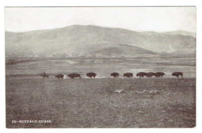 Buffalo Chase on the Range Divided Back Postcard Unposted Matteson Post ...